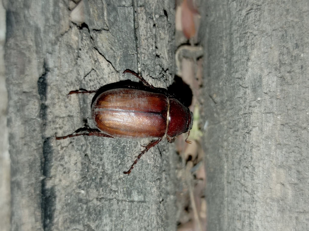 Mayate de Mayo desde 82974 El Carmen, Sin., México el 26 de abril de ...