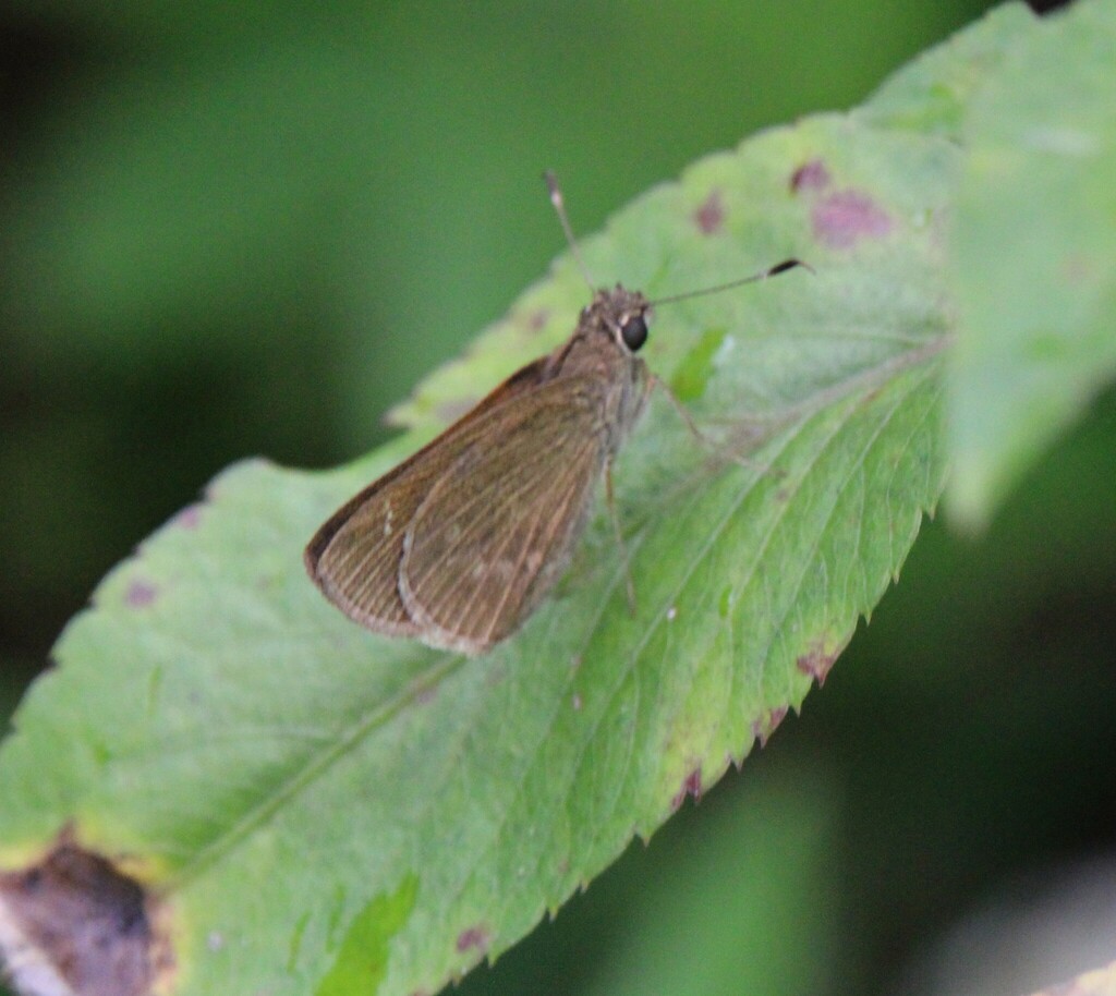 Three-spotted Skipper from Sunrise, FL, USA on April 27, 2024 at 11:48 ...