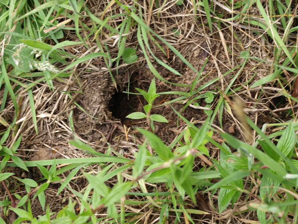 Achuni desde Cerro del Padre Amaya, Medellín, Antioquia, Colombia el29 ...
