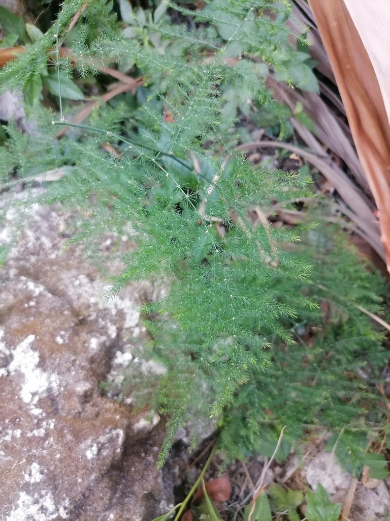 Common Asparagus Fern from Sta Rosa de Lima, Tizimín, Yuc., México on ...