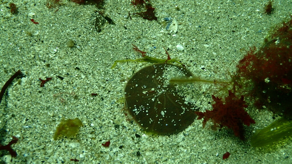 Common Sand Dollar from Peggys Cove Preservation Area, NS, Canada on ...