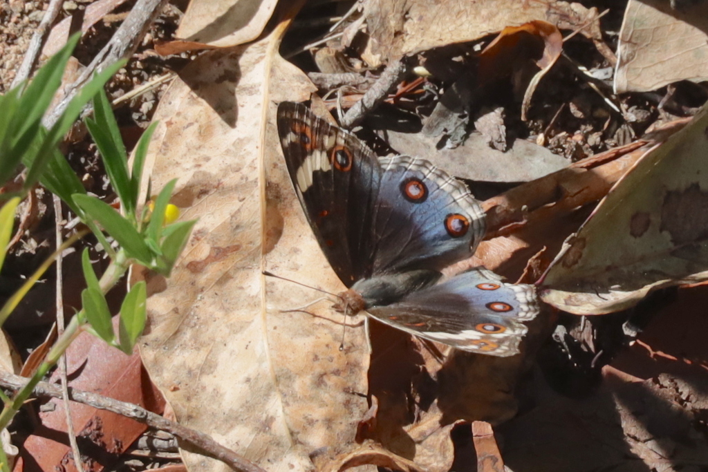 Blue Pansy from Mount Stuart QLD 4811, Australia on April 29, 2024 at ...