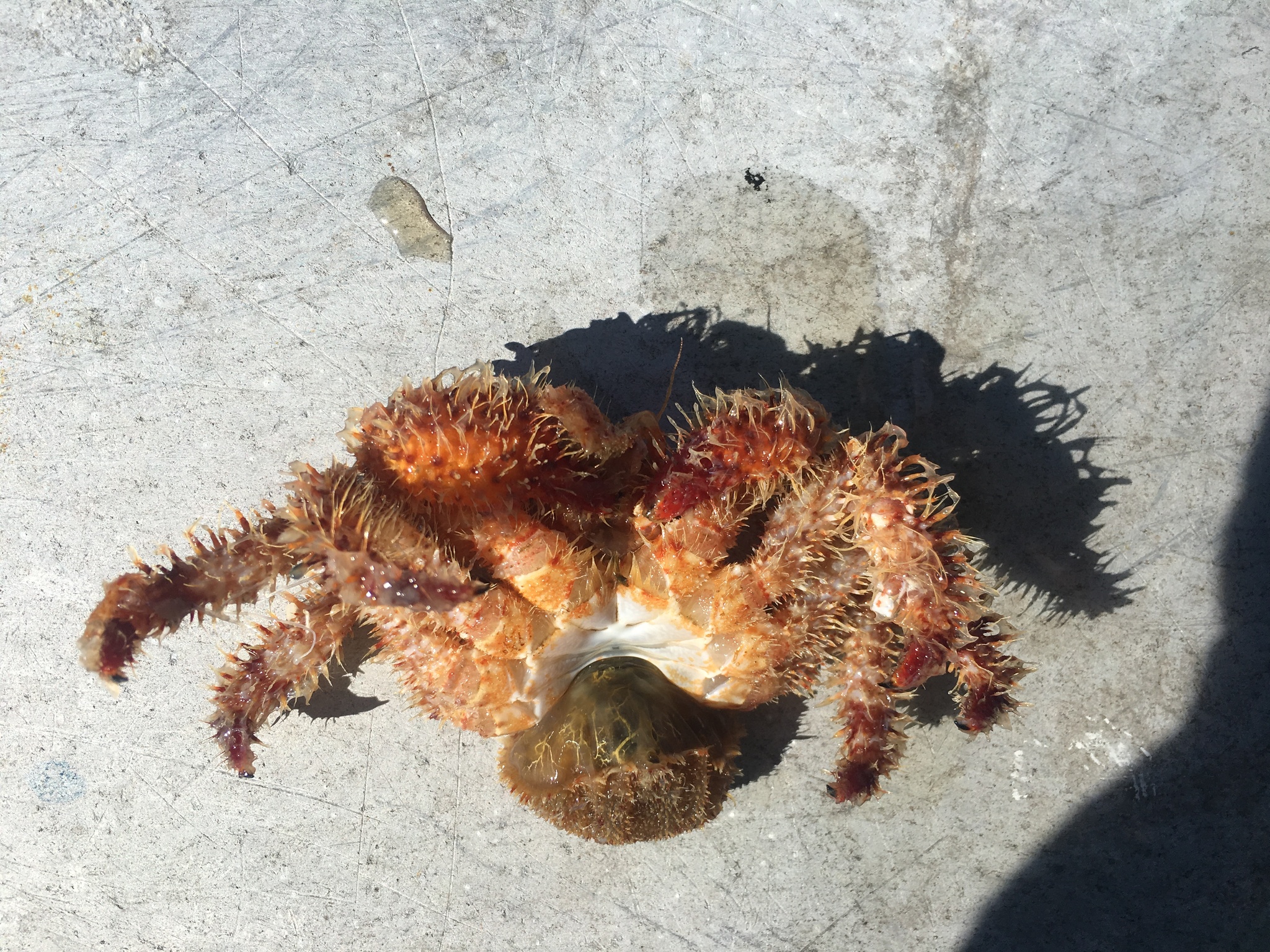 Acantholithodes hispidus (Stimpson, 1860)