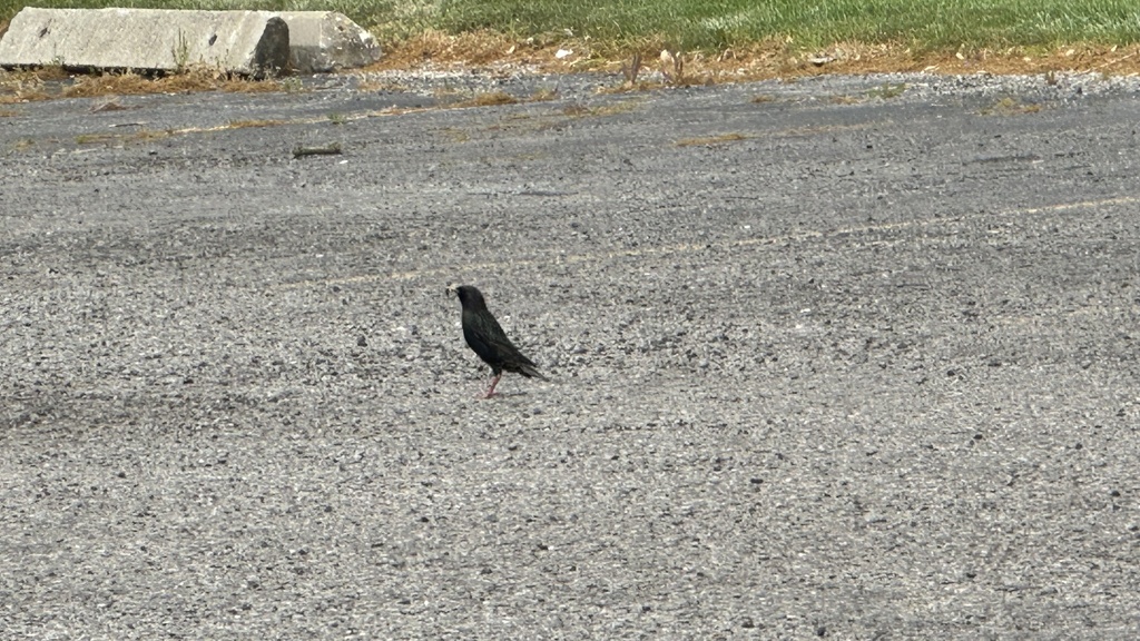 European Starling from Glenway Ave, Cincinnati, OH, US on April 29 ...