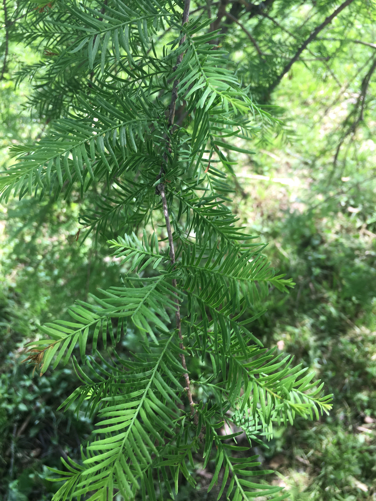 dawn redwood from East Potomac Park, Washington, DC, US on May 20, 2016 ...