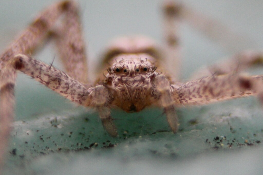 Turf Running Spider in April 2024 by Matthew Lindsey. Photos 10-20 of ...