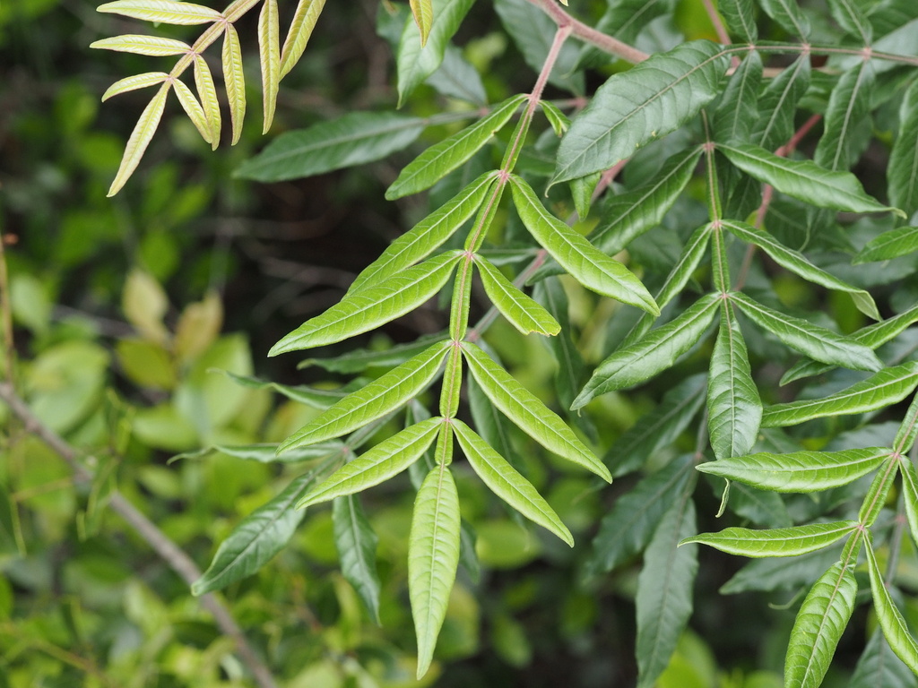 shining sumac in April 2024 by Eric Blomberg · iNaturalist