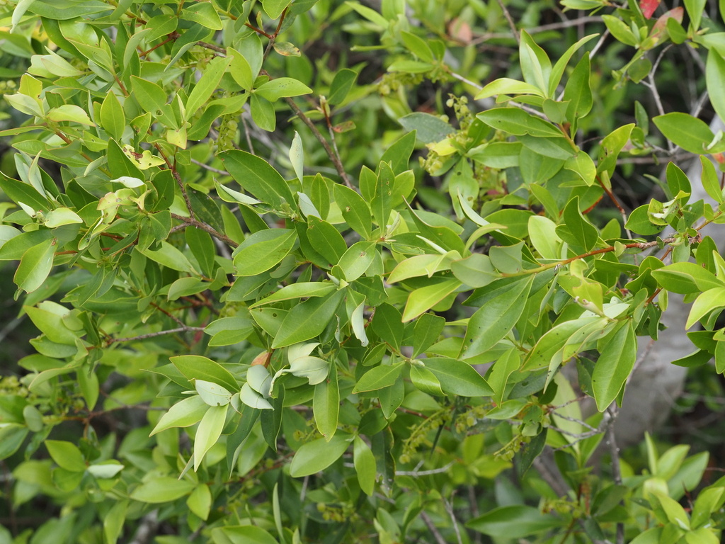 Buckwheat tree in April 2024 by Eric Blomberg · iNaturalist