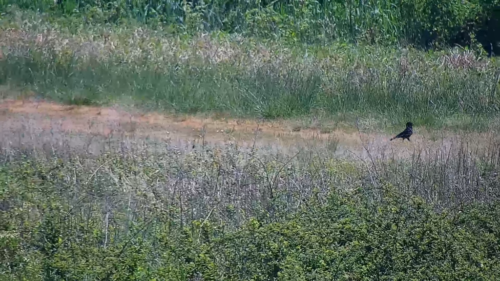 American Crow from Hog Island Marsh Cam on April 29, 2024 by highlandls ...