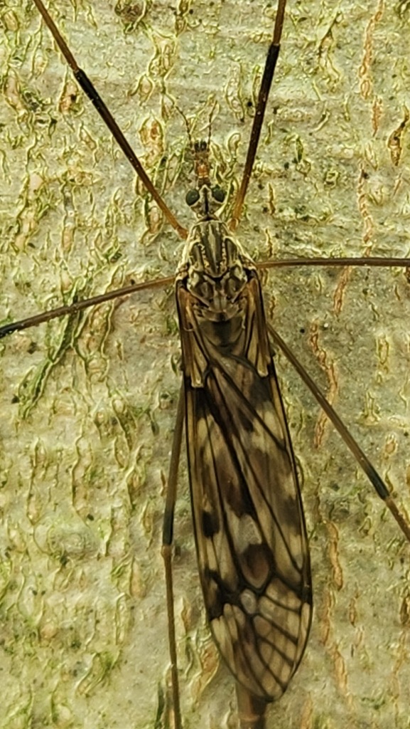 Tipula longiventris from North Laurel, MD 20723, USA on April 26, 2024 ...