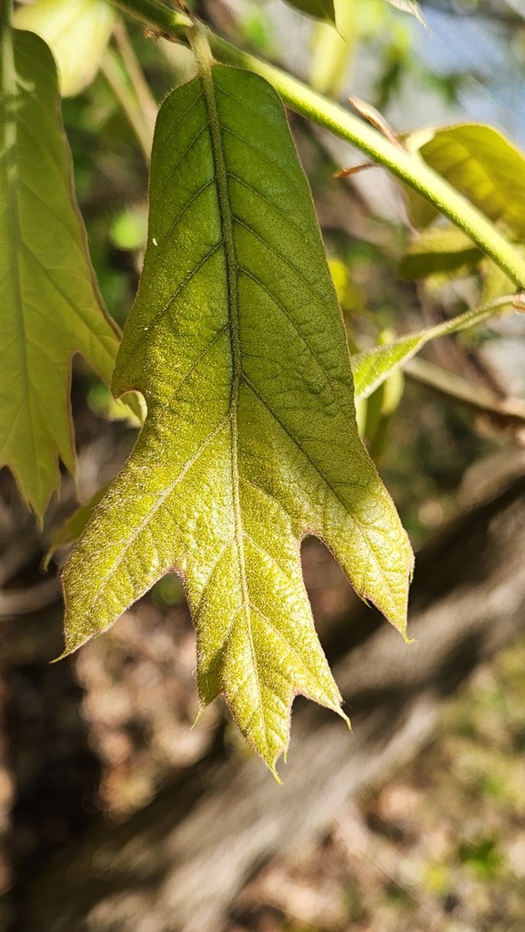 southern red oak from North Laurel, MD 20723, USA on April 26, 2024 at ...