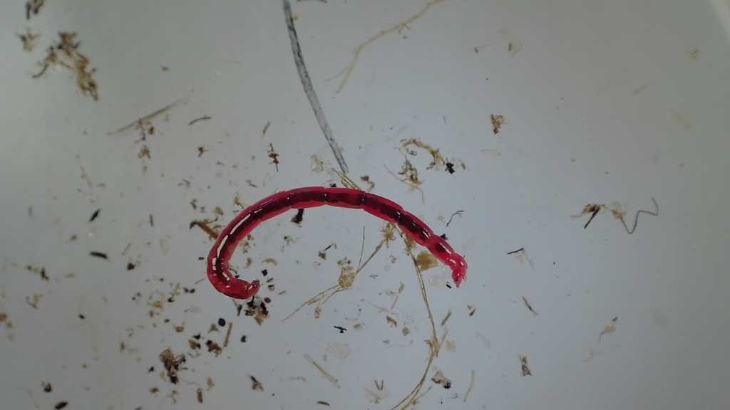 New Zealand Midge from Belfast, Christchurch, New Zealand on April 27 ...