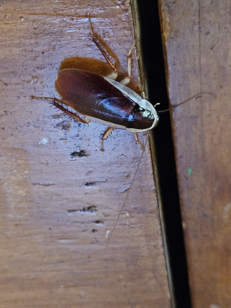 Common Methana in April 2024 by prosperosity. Body approx 3cm in length ...