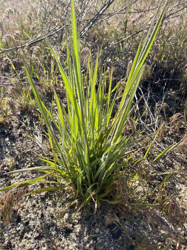 Pooideae from San Bernardino National Forest, Mountain Center, CA, US ...