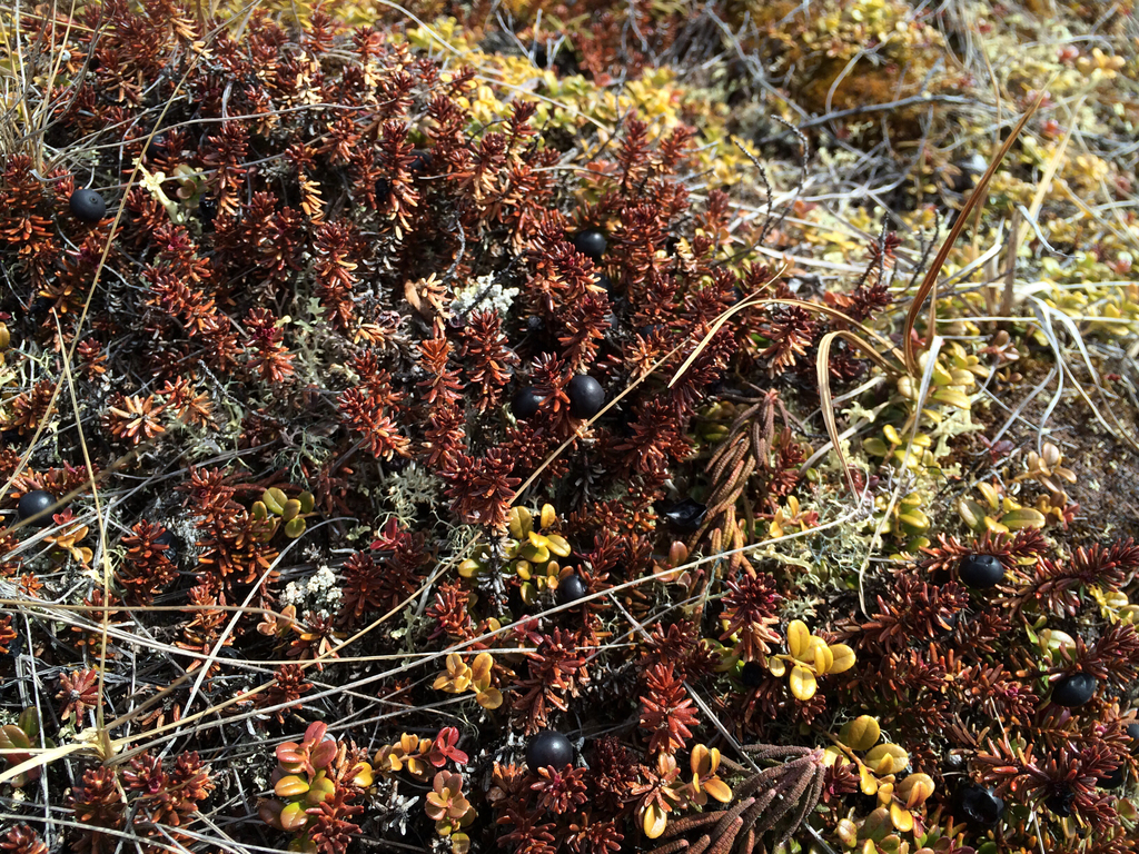 black crowberry from Gates of the Arctic National Park, North Slope ...