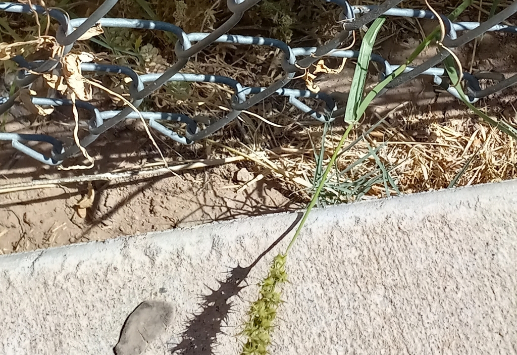 coastal sandbur from El Paso, TX 79915, USA on April 29, 2024 at 04:10 ...