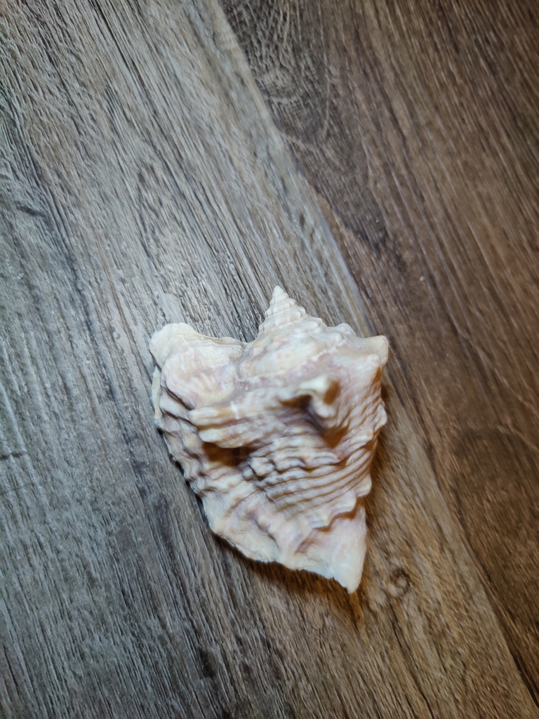 Hawkwing Conch from Myrtle Beach, SC, USA on April 29, 2024 at 07:53 PM ...