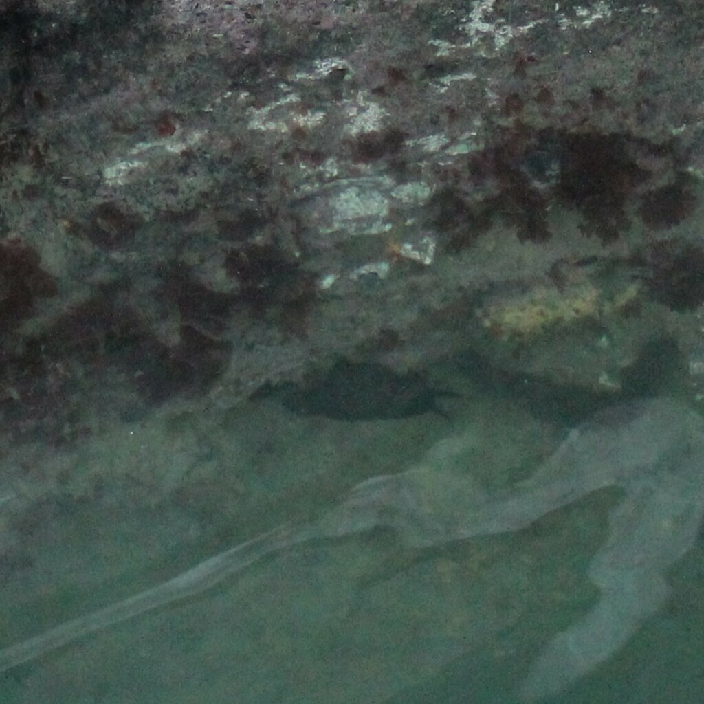 Shield Shell from Te Aro, Wellington 6011, New Zealand on April 29 ...