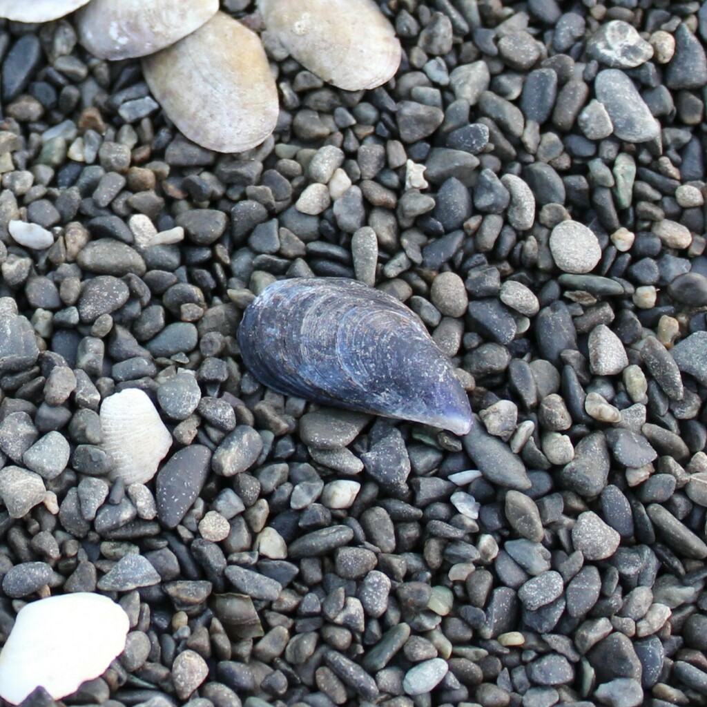 Tasmanian Blue Mussel from Te Aro, Wellington 6011, New Zealand on ...