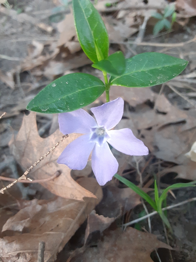 lesser periwinkle from Saratoga Springs, NY, USA on April 29, 2024 at ...