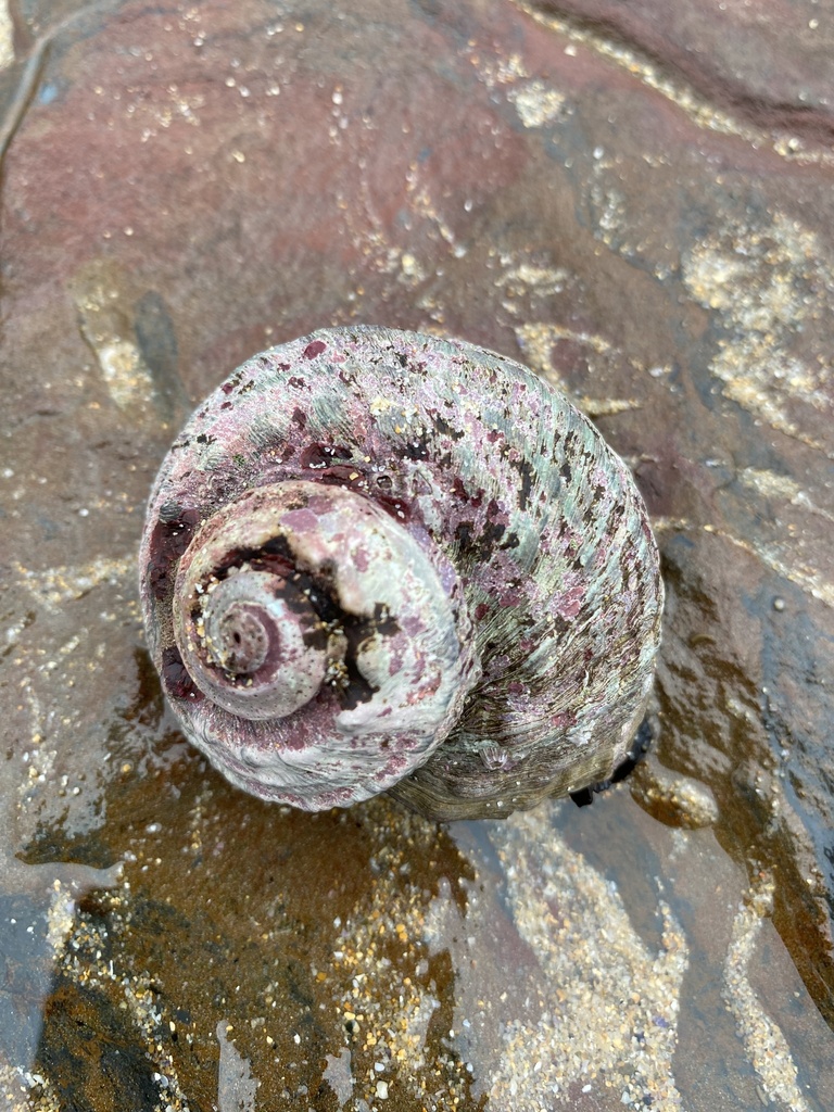 Rough turban shell from Little Austinmer Beach, Austinmer, NSW, AU on ...