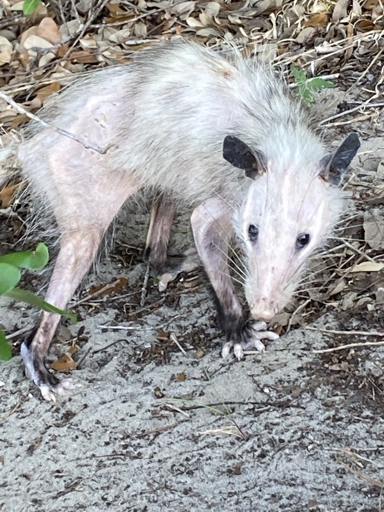 Virginia Opossum from Yamato Scrub, Boca Raton, FL, US on April 29 ...