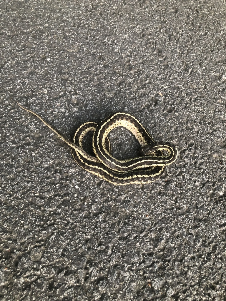 Common Garter Snake from Spotsylvania, VA, US on April 29, 2024 at 07: ...