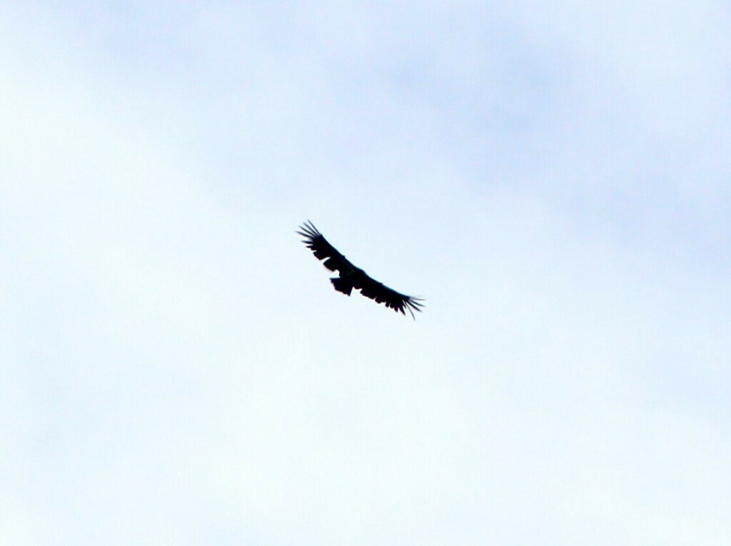 California Condor in April 2024 by Greg Schrott. Three of the flock ...