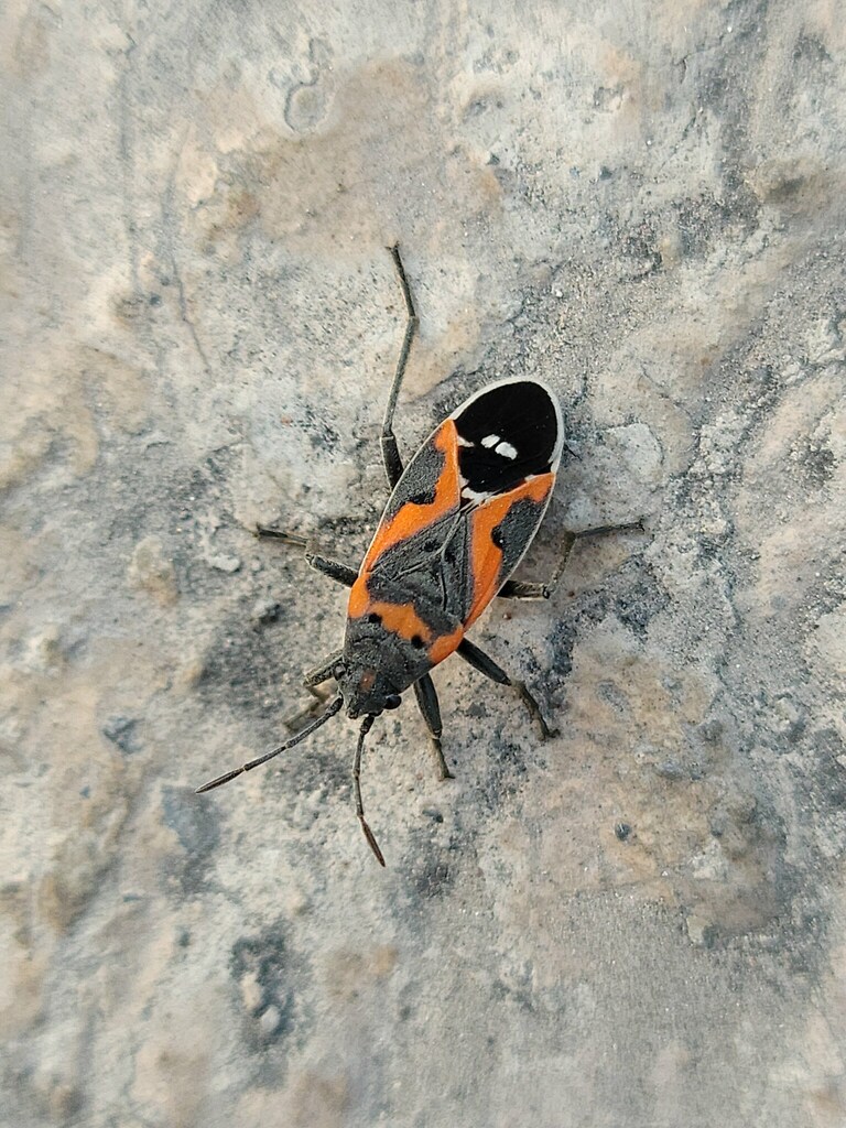 Western Small Milkweed Bug from Mitras Centro, Monterrey, N.L., México ...