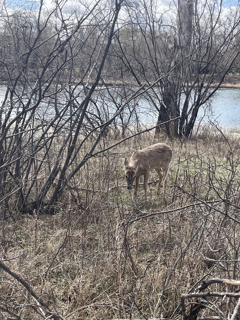 White-tailed Deer from Inglewood Bird Sanctuary, Calgary, AB, CA on ...