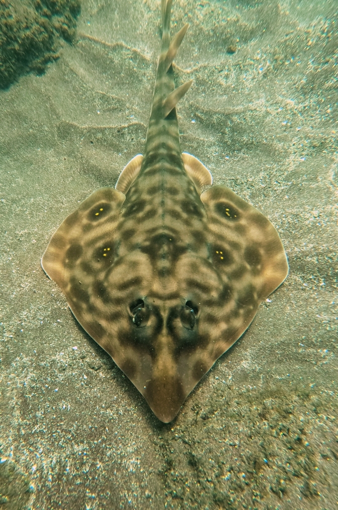 Southern Banded Guitarfish from Manzanillo, Col., México on April 29 ...
