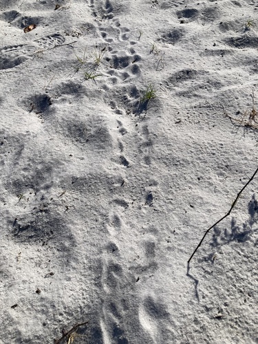 iNaturalist Tracking Database – NatureTracking