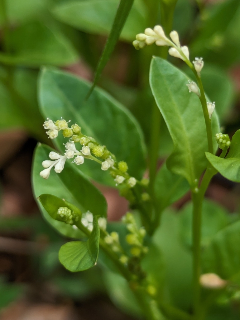 (Microtea) - Botanical Realm