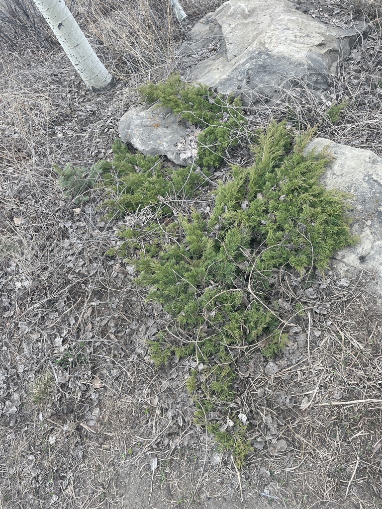 creeping juniper from University District, Calgary, AB, CA on April 29 ...