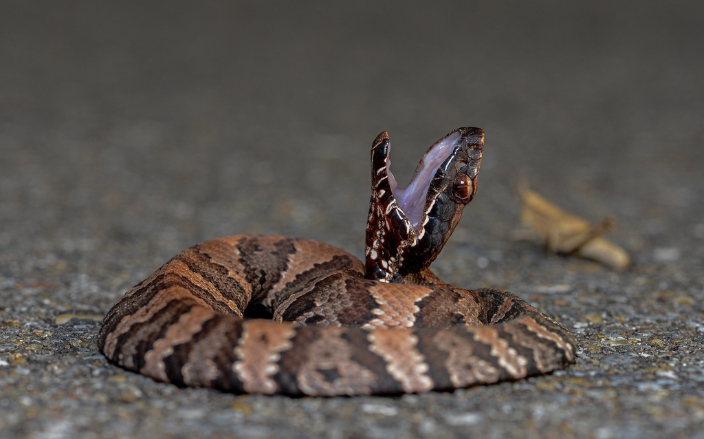 Northern Cottonmouth from Sycamore, AL 35149, USA on October 4, 2020 by ...