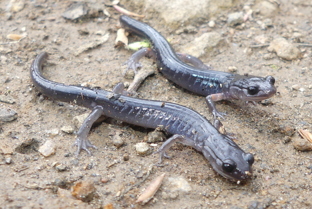 Southern Gray-cheeked Salamander in April 2024 by Jonathan Hakim ...