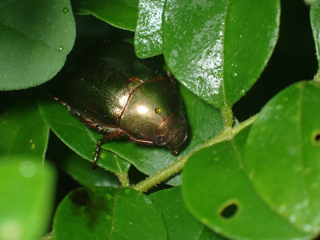 Anomala russiventris from Sai Kung, Hong Kong on April 28, 2024 at 04: ...