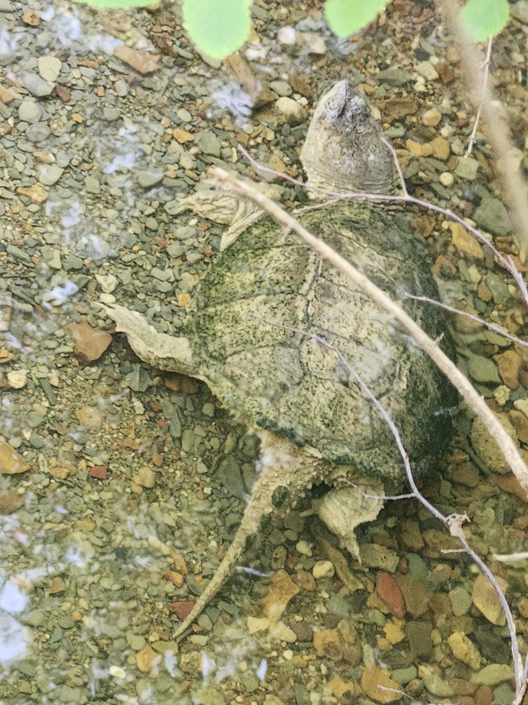 Common Snapping Turtle from Irving, TX 75062, USA on April 29, 2024 at ...