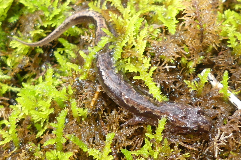 Ocoee Salamander in April 2024 by Jonathan Hakim · iNaturalist