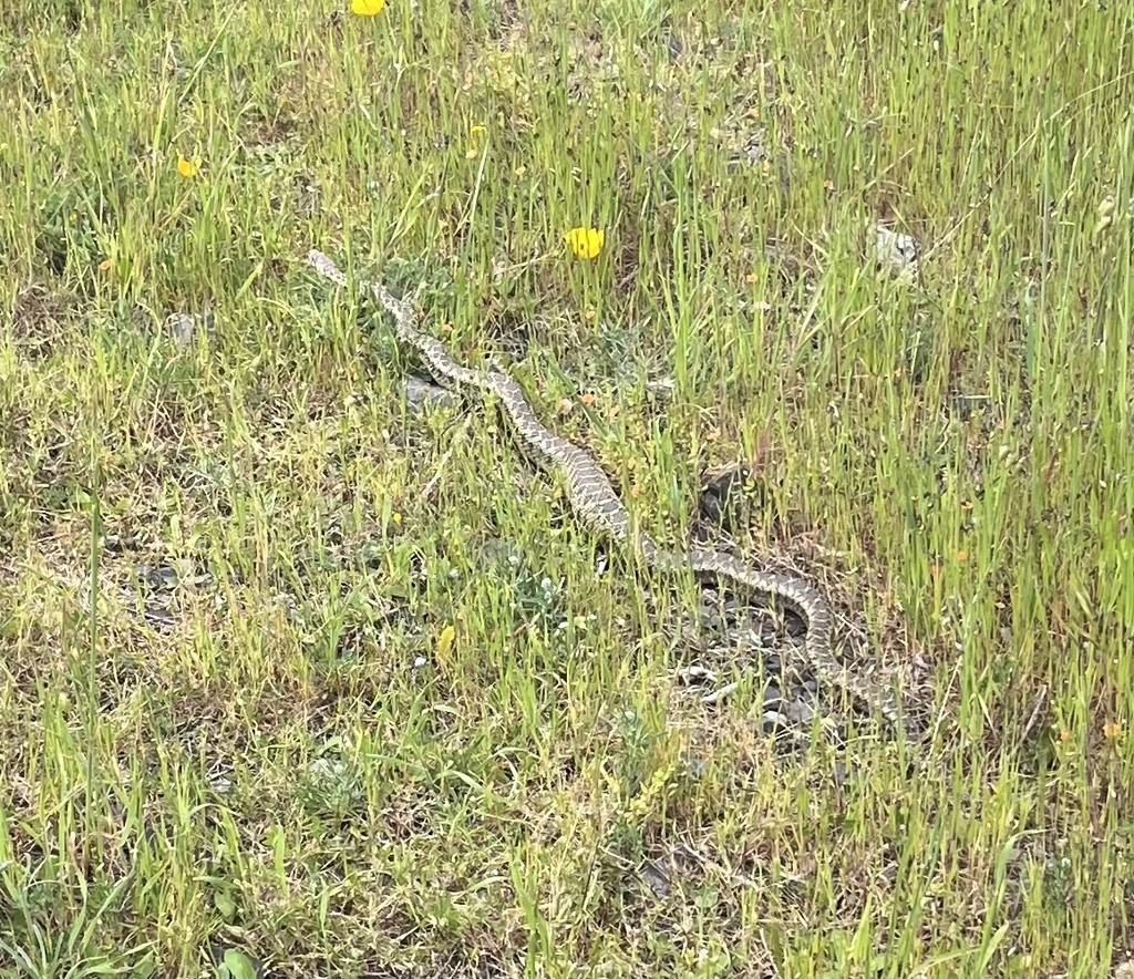 Pacific Gopher Snake from King Range Wilderness, Petrolia, CA, US on ...