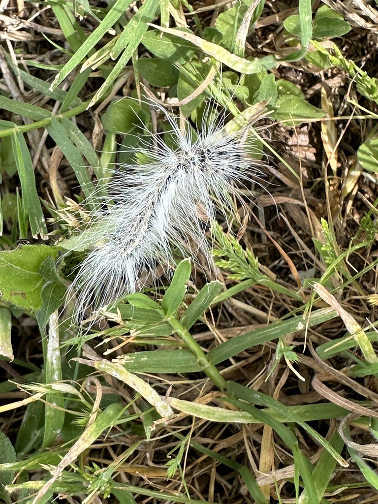 Hackberry Dagger from Lake Buchanan, Buchanan Dam, TX, US on April 16 ...