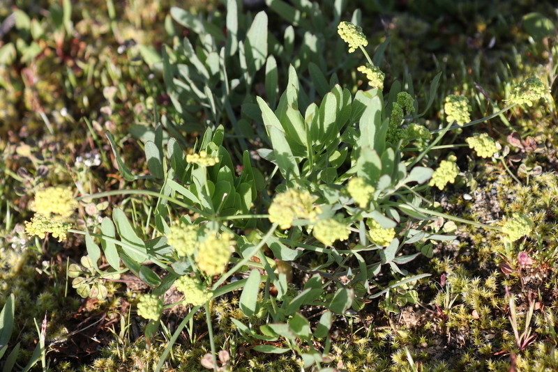 Barestem Biscuitroot from Centennial Beach, 570 Boundary Bay Rd, Delta ...