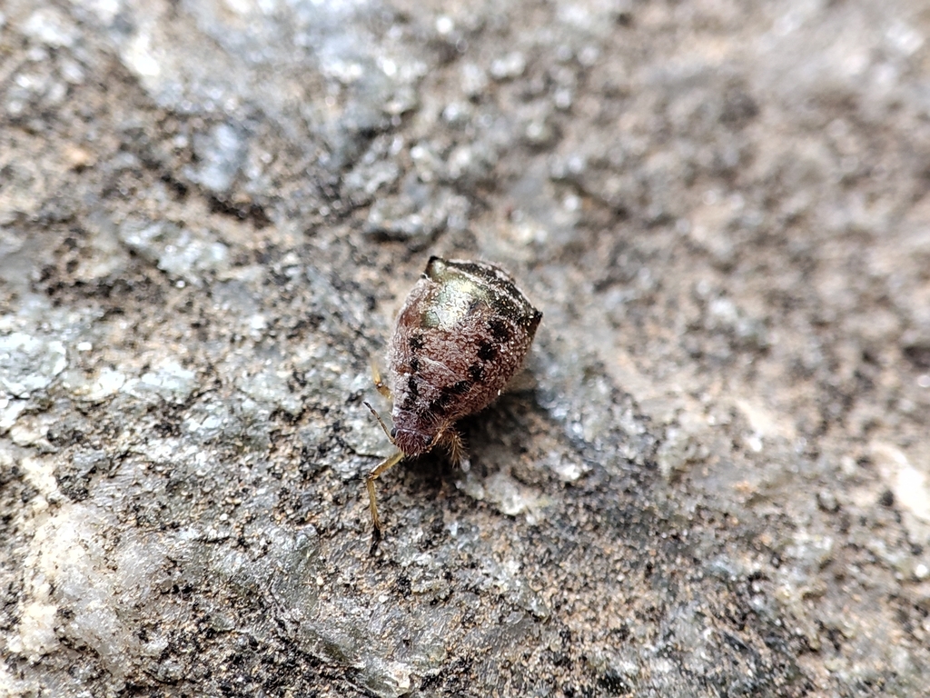Cypress Pine Aphid from Beijing, Beijing, CN on April 7, 2024 at 01:27 ...