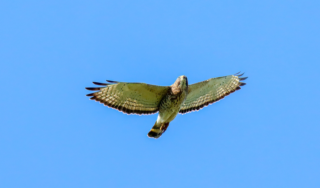 Broad-winged Hawk from Lexington, KY, USA on April 29, 2024 at 08:48 AM ...