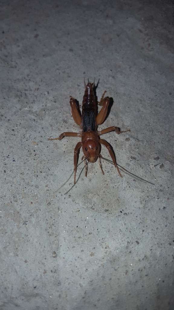 Oryctopterus lagenipes from Wariyapola, LK-KG, LK on April 24, 2019 at ...