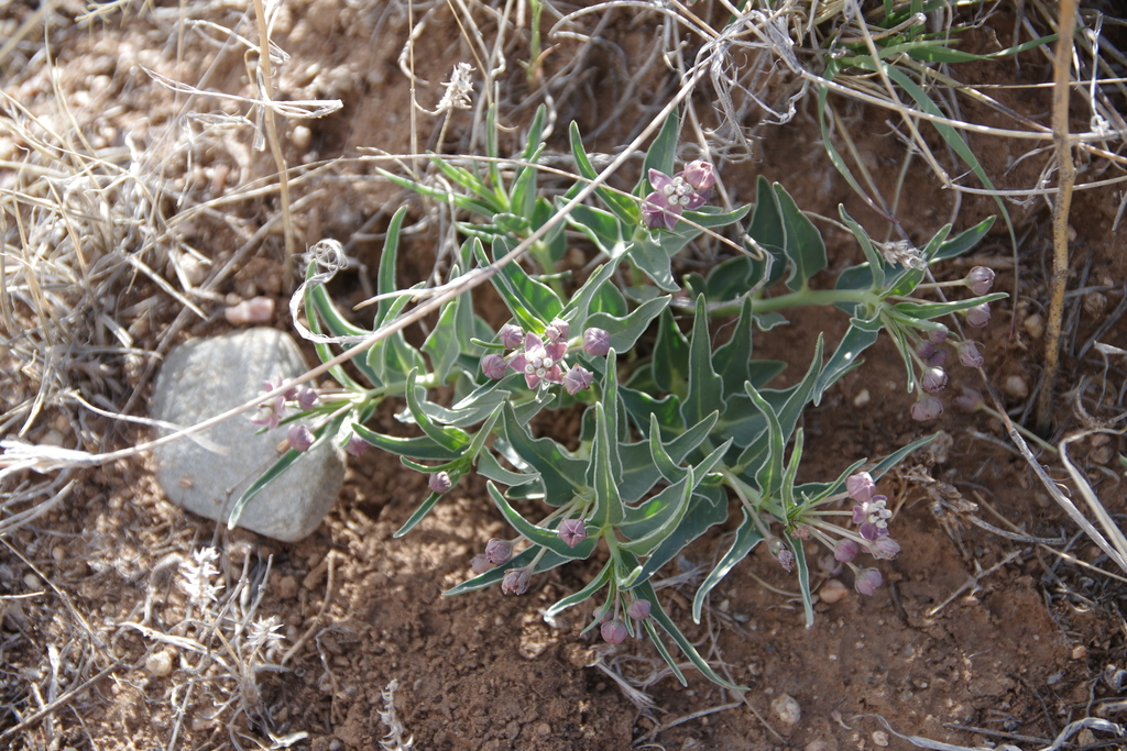 Wheel milkweed from Placitas, NM 87043, USA on April 27, 2024 at 08:46 ...