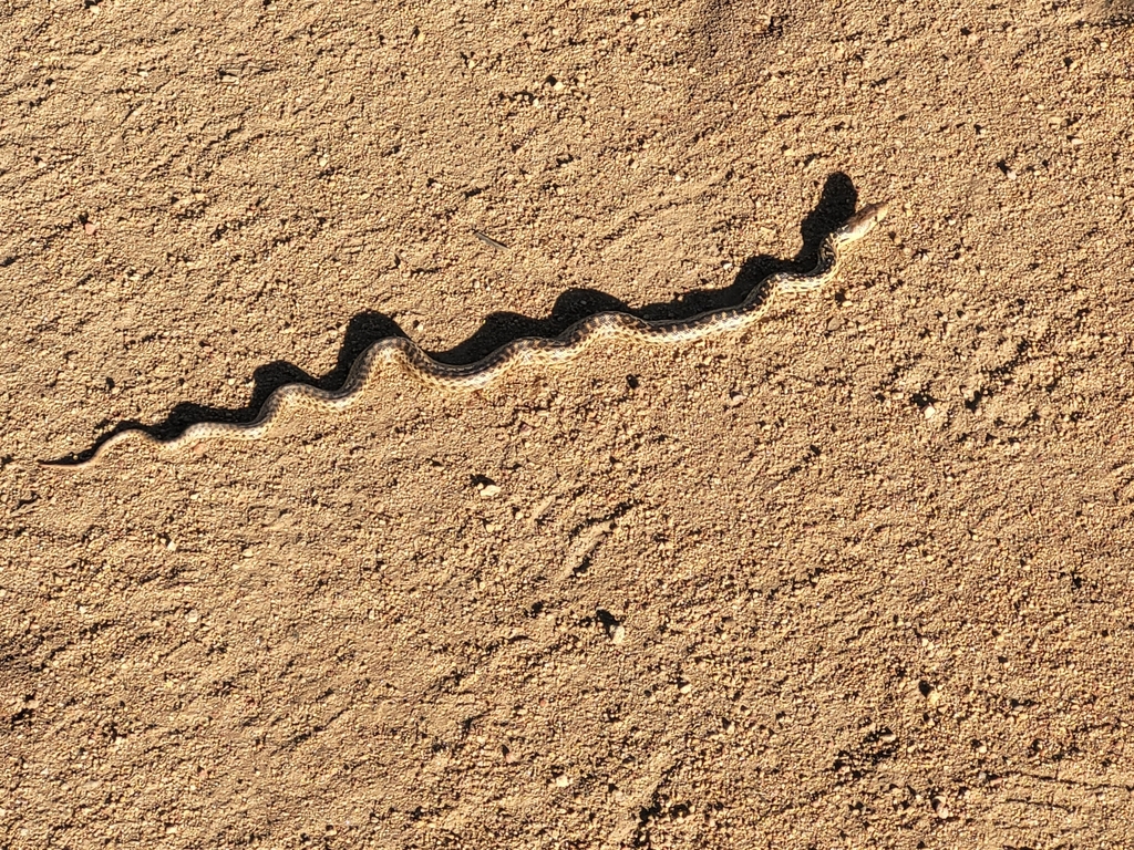 Gopher Snake from Julian, CA 92036, USA on April 29, 2024 at 05:47 PM ...