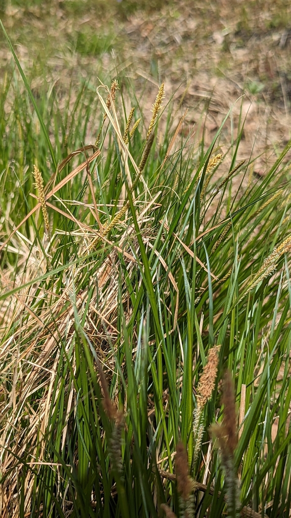 tussock sedge from North Great River, NY 11752, USA on April 27, 2024 ...