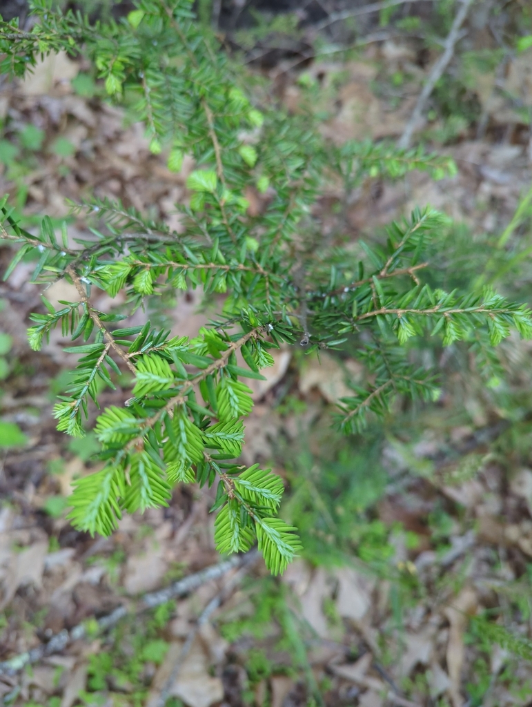 eastern hemlock from Whittier, NC 28789, USA on April 29, 2024 at 07:25 ...
