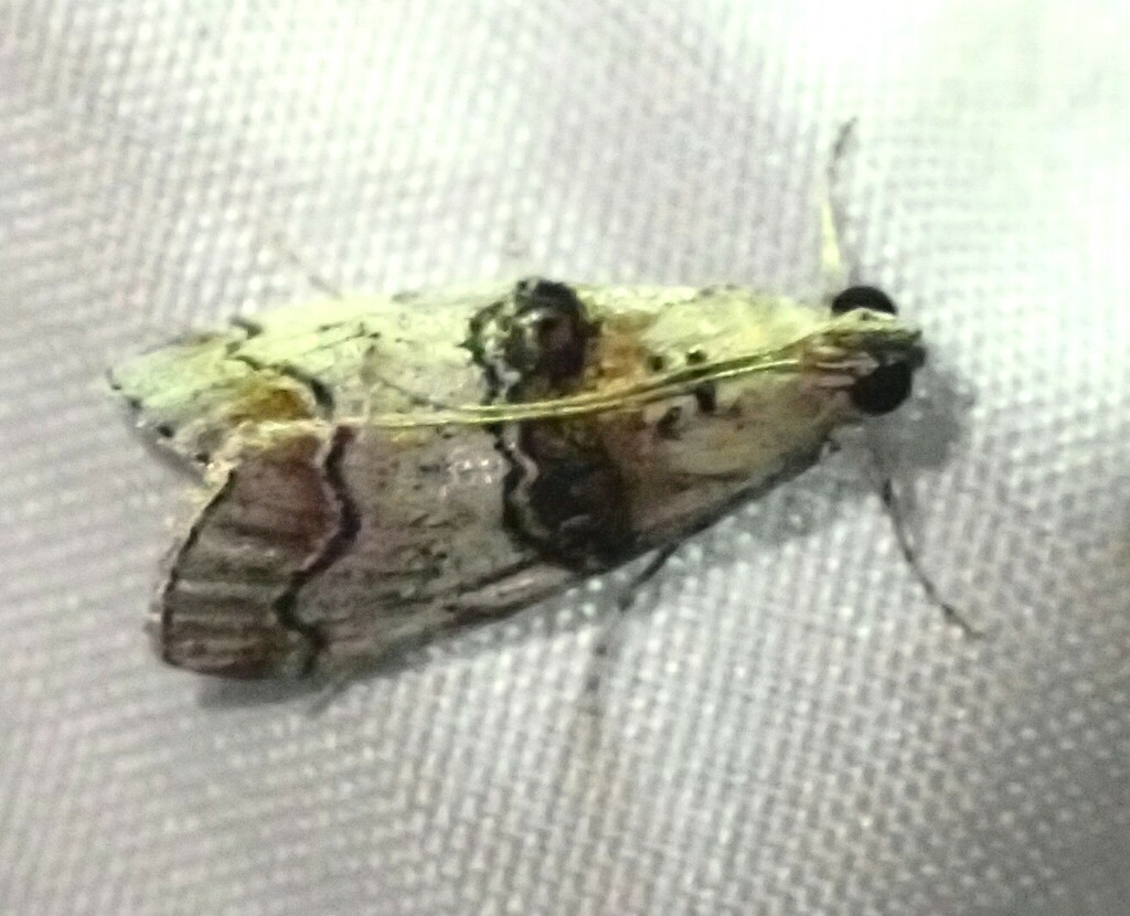 Cloaked Pococera Moth from Polk County, FL, USA on April 27, 2024 at 09 ...